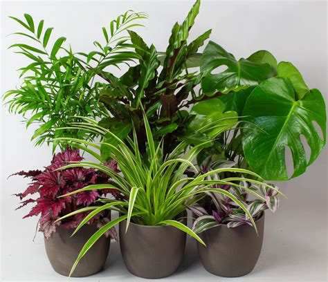 5 Best House Plants For Air Purifying In 2026