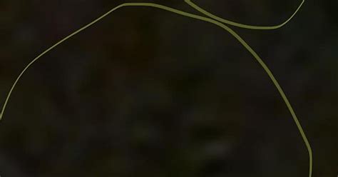 Jellyfish Coral I Have A Video Of An Out Of Focus One Here That Was