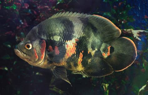 Oscar Fish Types Guide To Oscar Types And Variations Fish Laboratory