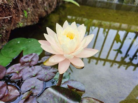 Best July Birth Flower List And Their Meanings