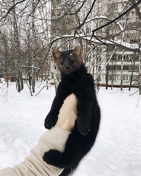 Russian Sable Saved From A Fur Coat Farm Goes Viral Photos Artofit