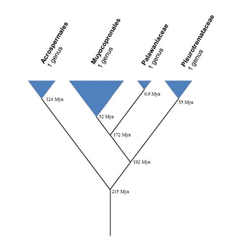 A Simplified Of Diagrammatic Scheme Of The Evolution Representation