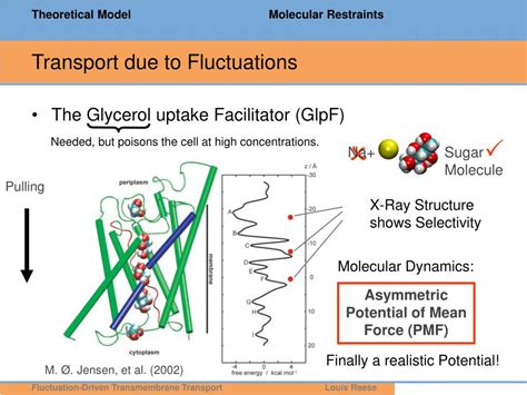 Ppt Fluctuation Driven Transmembrane Transport Powerpoint