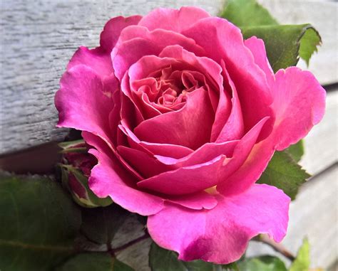 Rose Fleur De Photo Gratuite Sur Pixabay Pixabay