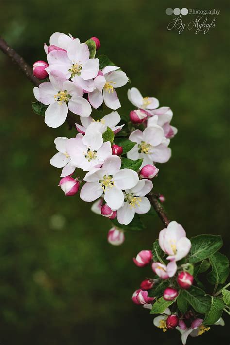 Идеи на тему «ყვავილების სურათები 190 в 2025 г цветочные картины