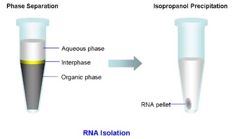 MolecularHUB RNA Isolation Protocol