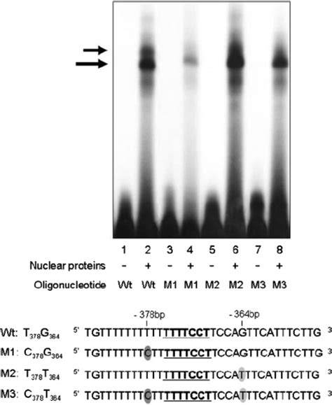 Specificity Of Nuclear Protein Binding Emsa Analysis With The Wildtype