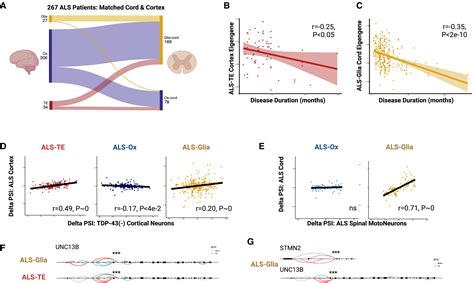 Als Molecular Subtypes Are A Combination Of Cellular And Pathological