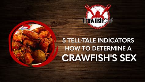 Tell Tale Indicators How To Determine A Crawfish S Sex Crawfish Cafe