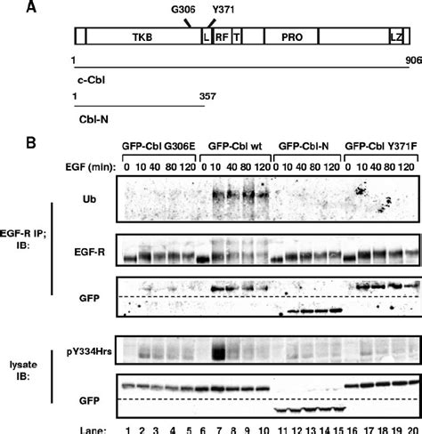 Cbls Tyrosine Kinase Binding And Ubiquitin Ligase Activities Are