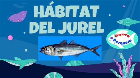 El Jurel ¿por Qué Es Importante Caracterizar Su Hábitat Youtube