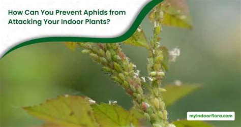 9 Tested Methods To Get Rid Of Aphids On Indoor Plants My Indoor Flora
