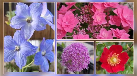 저작권없는꽃이미지 2023년 5월11일 베란다 정원의 봄꽃 Youtube