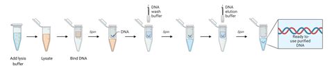 Dna Extraction Using Phenol Chloroform