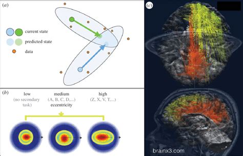 The Validation Gate Hypothesis And The Dynamic Coupling Of Download Scientific Diagram