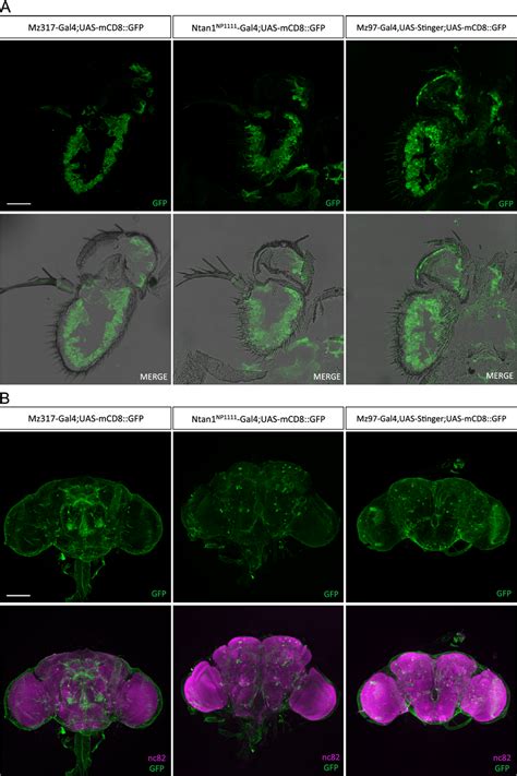 Analysis Of Gfp Expression In Different Ntan1 Related Gal4 Lines In Download Scientific Diagram