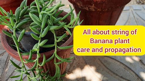 String Of Banana Plant Care And Propagation Best Plant For Hanging