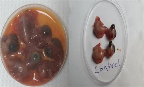 The Right Figure Showed The Control Negative Virus Inoculation And The