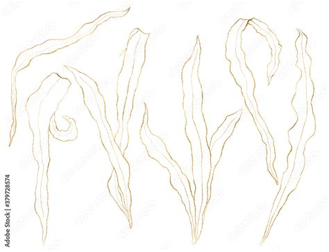 Golden Algae Drawing