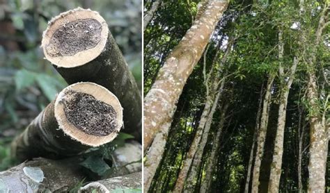 3 Outstanding Things About Agarwood Napu Oud Jewellery High Quality