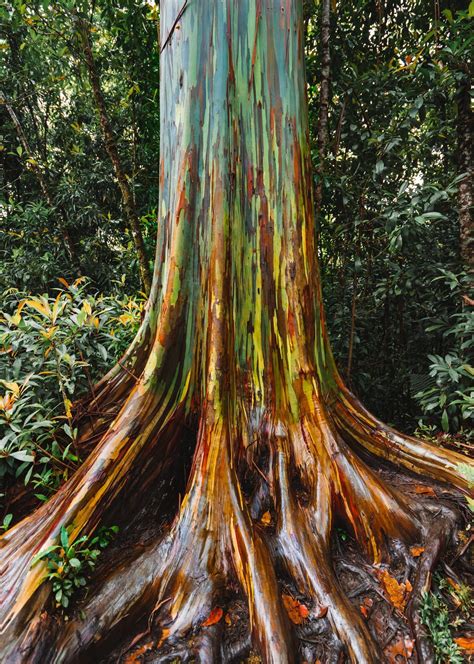Eucalyptus Deglupta The Rainbow Eucalyptus Tree