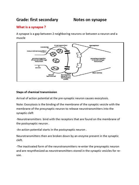 Notes On Synapse Pdf