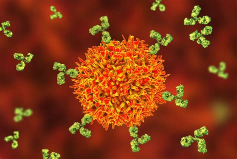 Revolutionizing Leukemia Treatment With Engineered Plasma B Cells