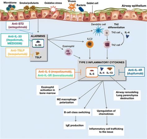 Targeting Type 2 Inflammation And Epithelial Alarmins In Chronic Obstructive Pulmonary Disease