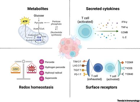 In Vivo Clinical Molecular Imaging Of T Cell Activity Trends In Immunology