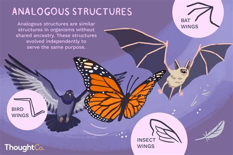 Analogous Structures In Evolution