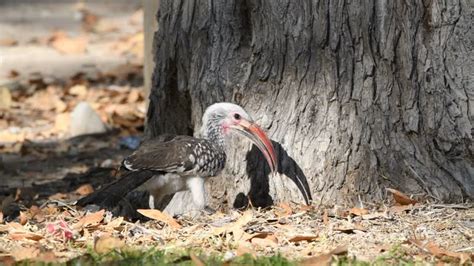 Edible Termites Videos And Hd Footage Getty Images