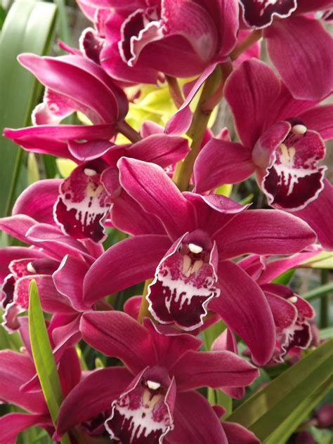 My Orchids Journal Noid Cymbidium Orchids