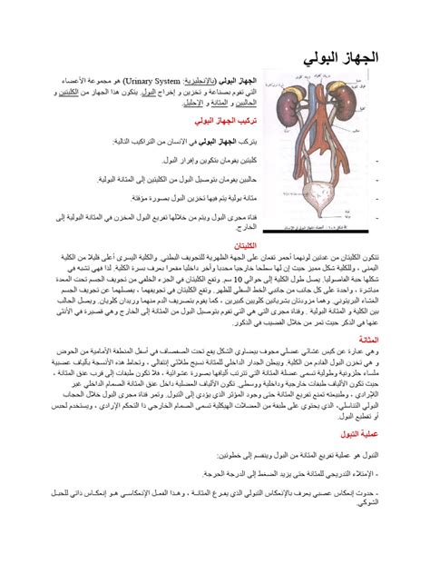 30442022 الجهاز البولي Pdf
