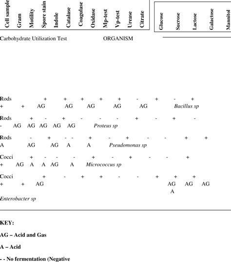 Morphological And Biochemical Characterization Of Bacterial Isolates