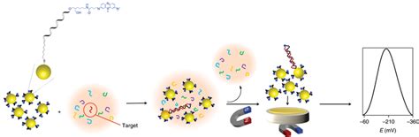 Scheme Depicting Mirna Detection Using “dispersible Electrodes