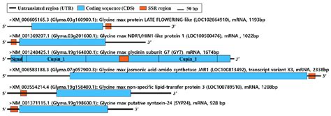 Predicted Schematic Diagrams Of The Transcripts Selected For Analyzing