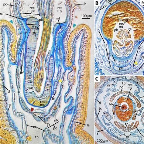Pdf Evolutionary Anatomy Of The Muscular Apparatus Involved In The