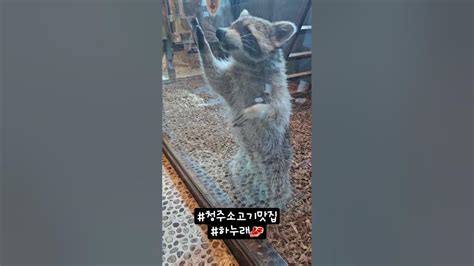 너무귀여운 너구리과 당근먹기 Youtube