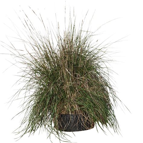 Pennisetum Setaceum Botanicaldrygarden