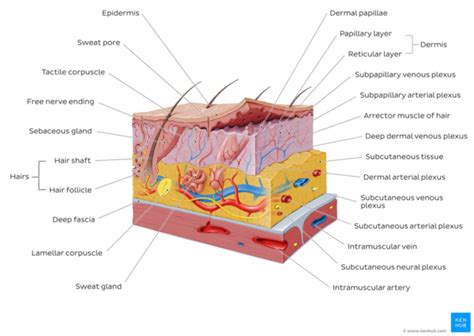 Integumentary System Physiopedia