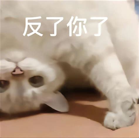 猫猫表情包 知乎