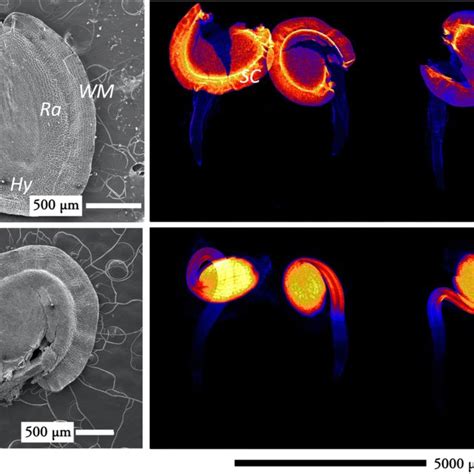 sem image and µxrf elemental maps of fresh berkheya coddii intact
