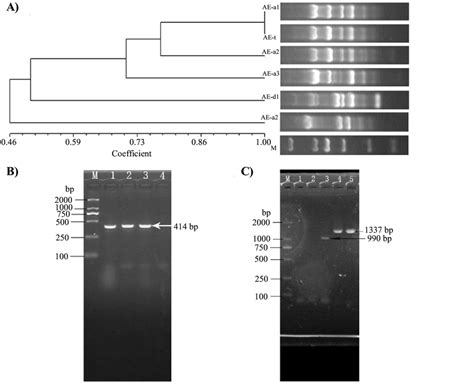 Eric Pcr And Pcr Results From The Experimental Stains A Dendrogram Of Download Scientific
