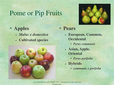Ppt Pome Fruits Powerpoint Presentation Free Download Id1101120