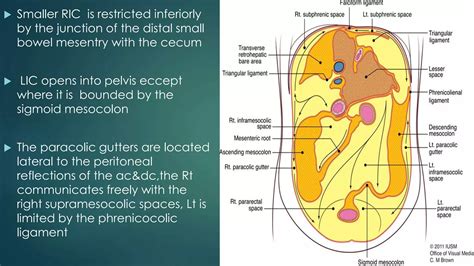 Anatomy Of Peritoneal Spaces Pptx