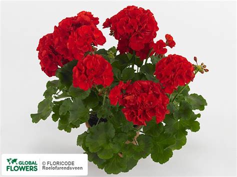 Photo Pelargonium Zonale Grp Summer Idols True Red Global Flowers