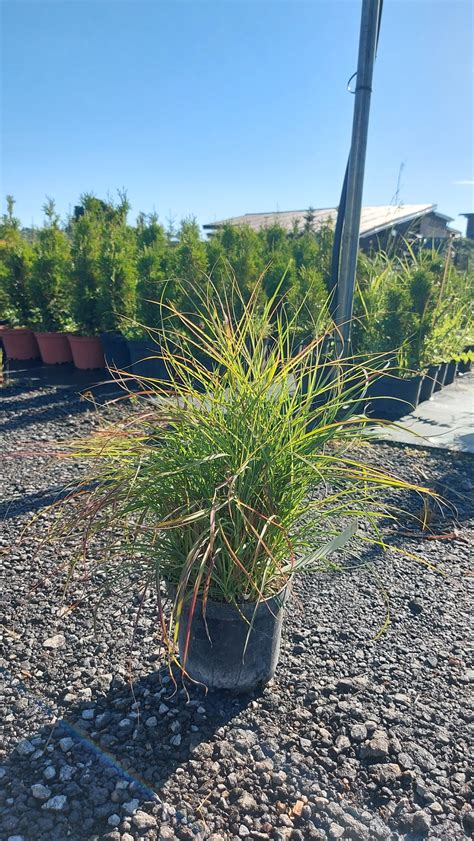 Miskantas Kininis Cute One C2 Mamaflora Lt