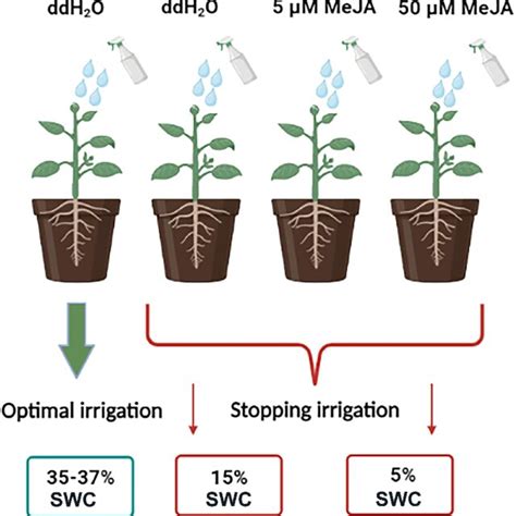 Schematic Illustration Of Experiment Design With Foliar Applied