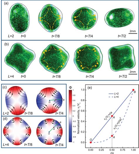 Internal Flow Patterns Of Acoustically Levitated Water Droplets Download Scientific Diagram