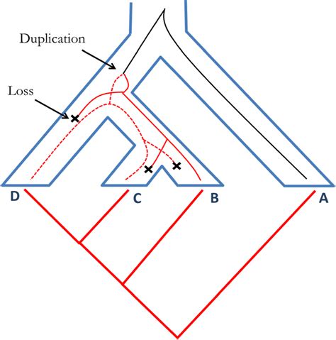 Reconciliation Under Gene Duplication And Loss Model We Show A Download Scientific Diagram